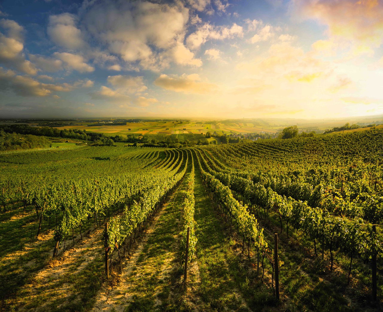 Die Sieger des Weinviertel DAC Reserve Cup 2023 - Falstaff Die Sieger des Weinviertel DAC Reserve Cup 2023 - Falstaff